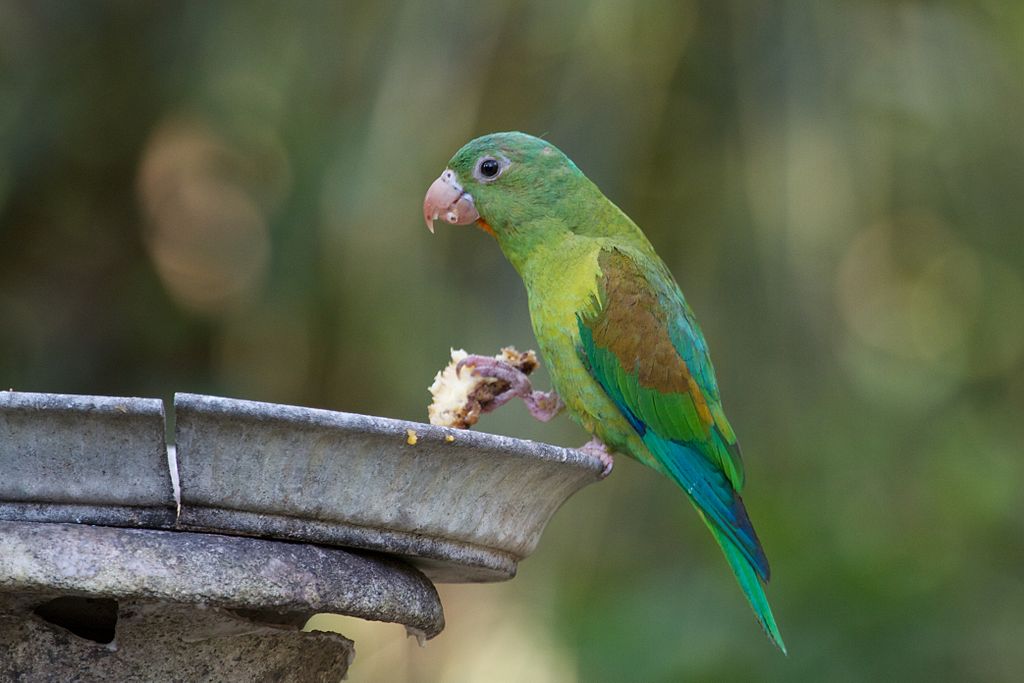 El periquito bronceado (Brotogeris jugularis) – JOSE LUIS ROPERO