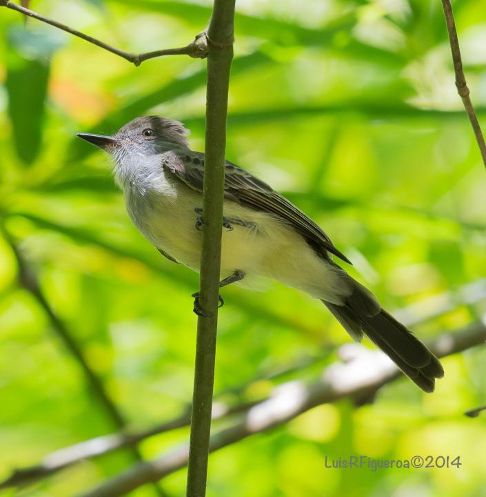 Atrapamoscas venezolano (Myiarchus venezuelensis) Venezuelan Flycatcher ...