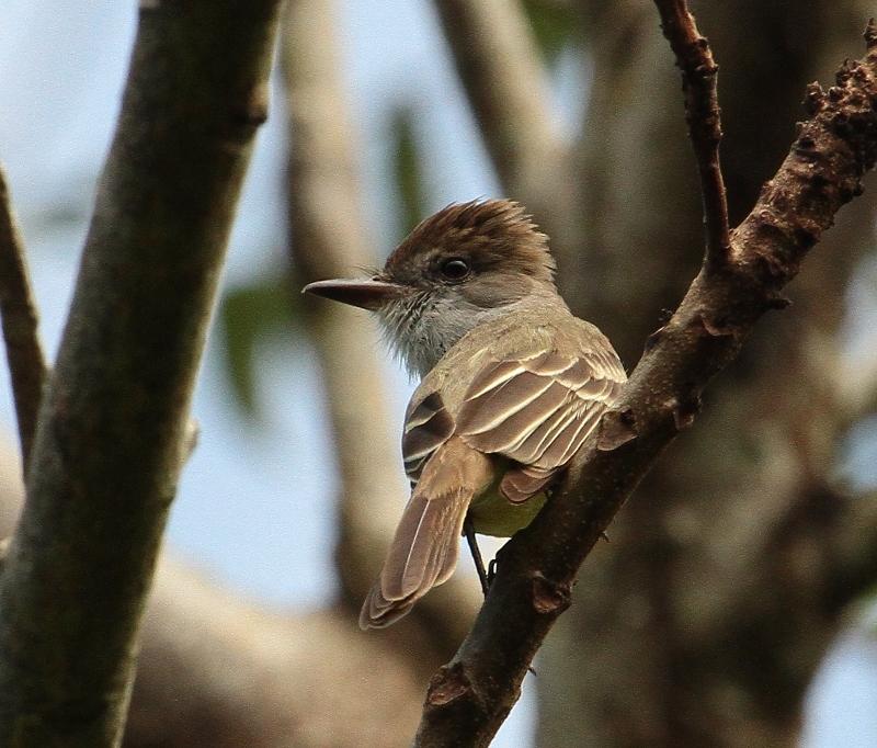 Atrapamoscas venezolano (Myiarchus venezuelensis) Venezuelan Flycatcher ...