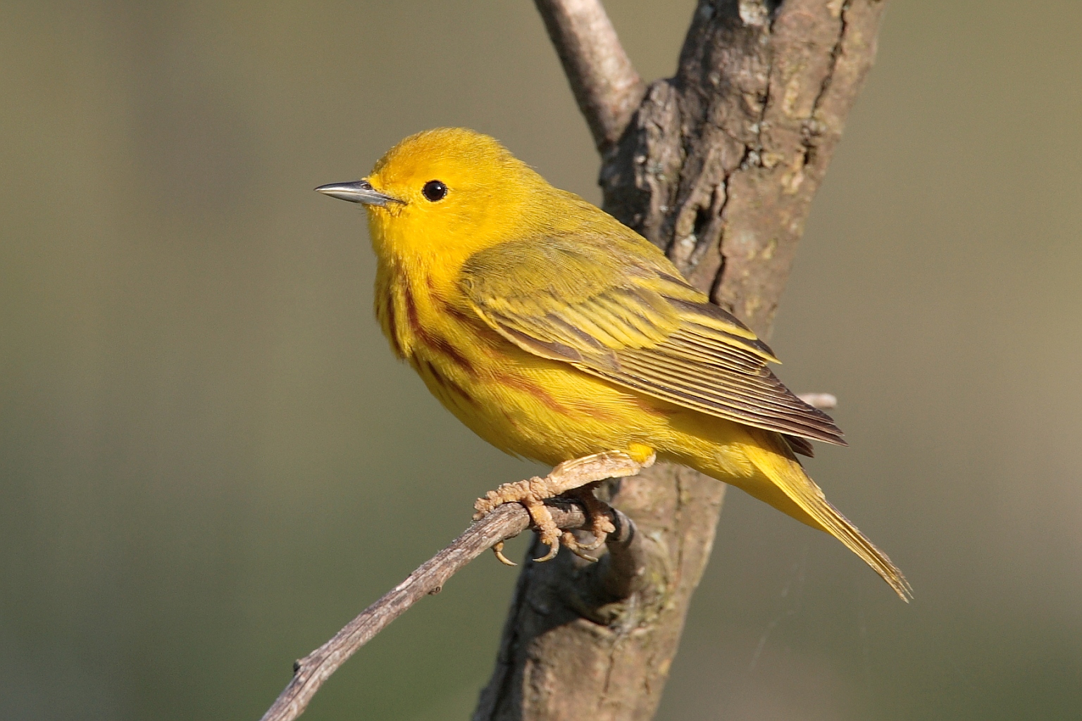Reinita dorada o de manglar (Setophaga petechia) Yellow Warbler – JOSE ...
