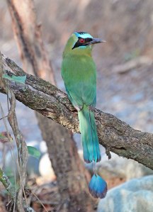 Barranquero ferina (Momotus subrufescens) Whooping motmot – JOSE LUIS ...