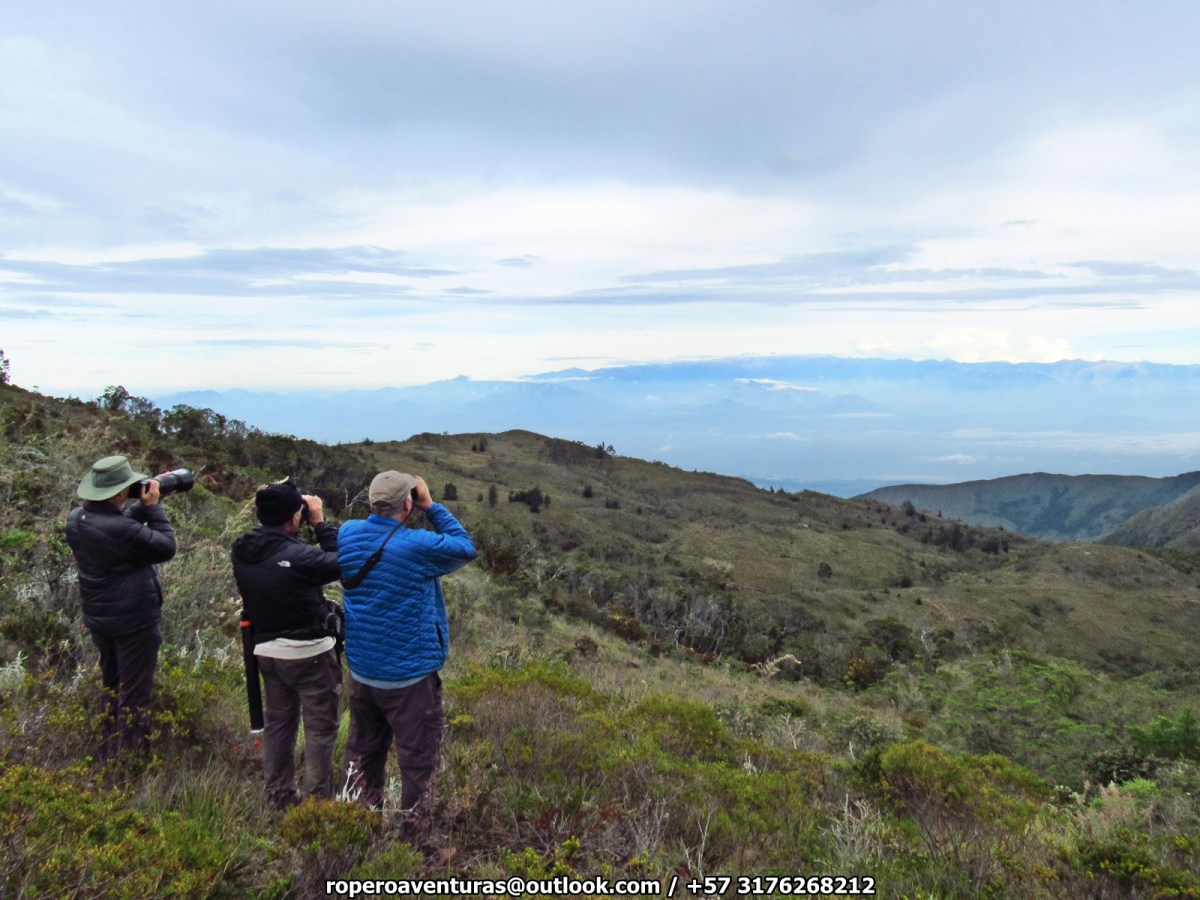 Guianza en Perijá y Los Besotes, para Birding Tours Colombia – JOSE ...