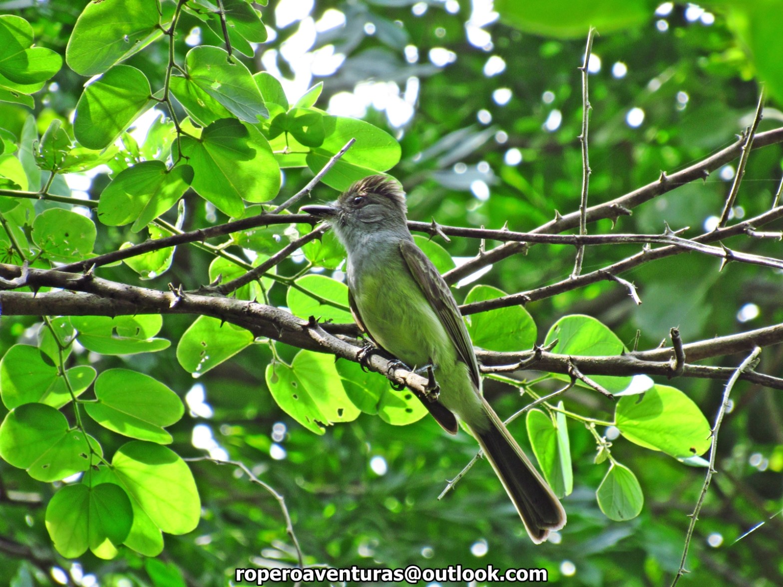 Atrapamoscas venezolano (Myiarchus venezuelensis) Venezuelan Flycatcher ...