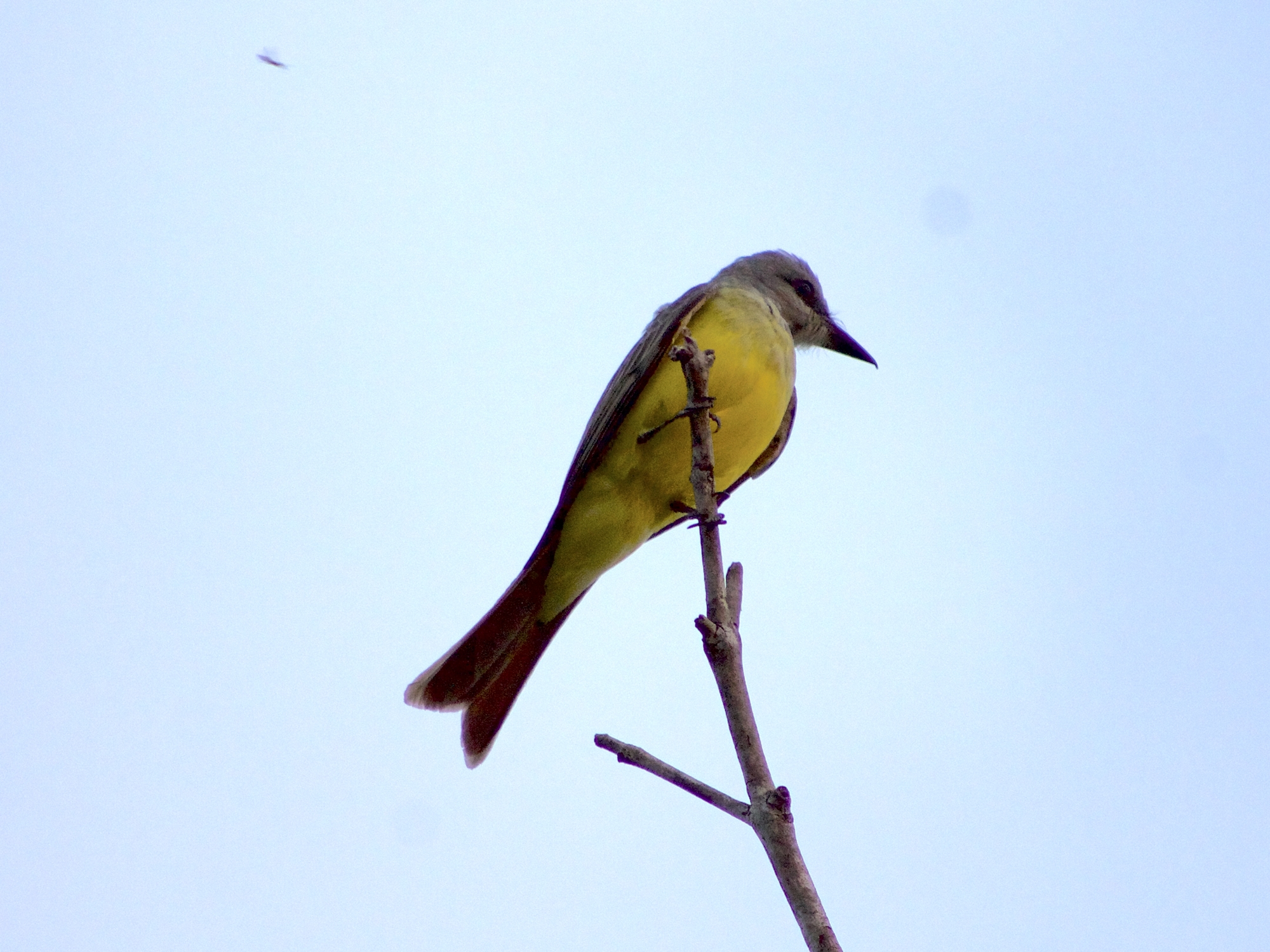 Sirirí común o pitirri (Tyrannus melancholicus) Tropical Kingbird ...