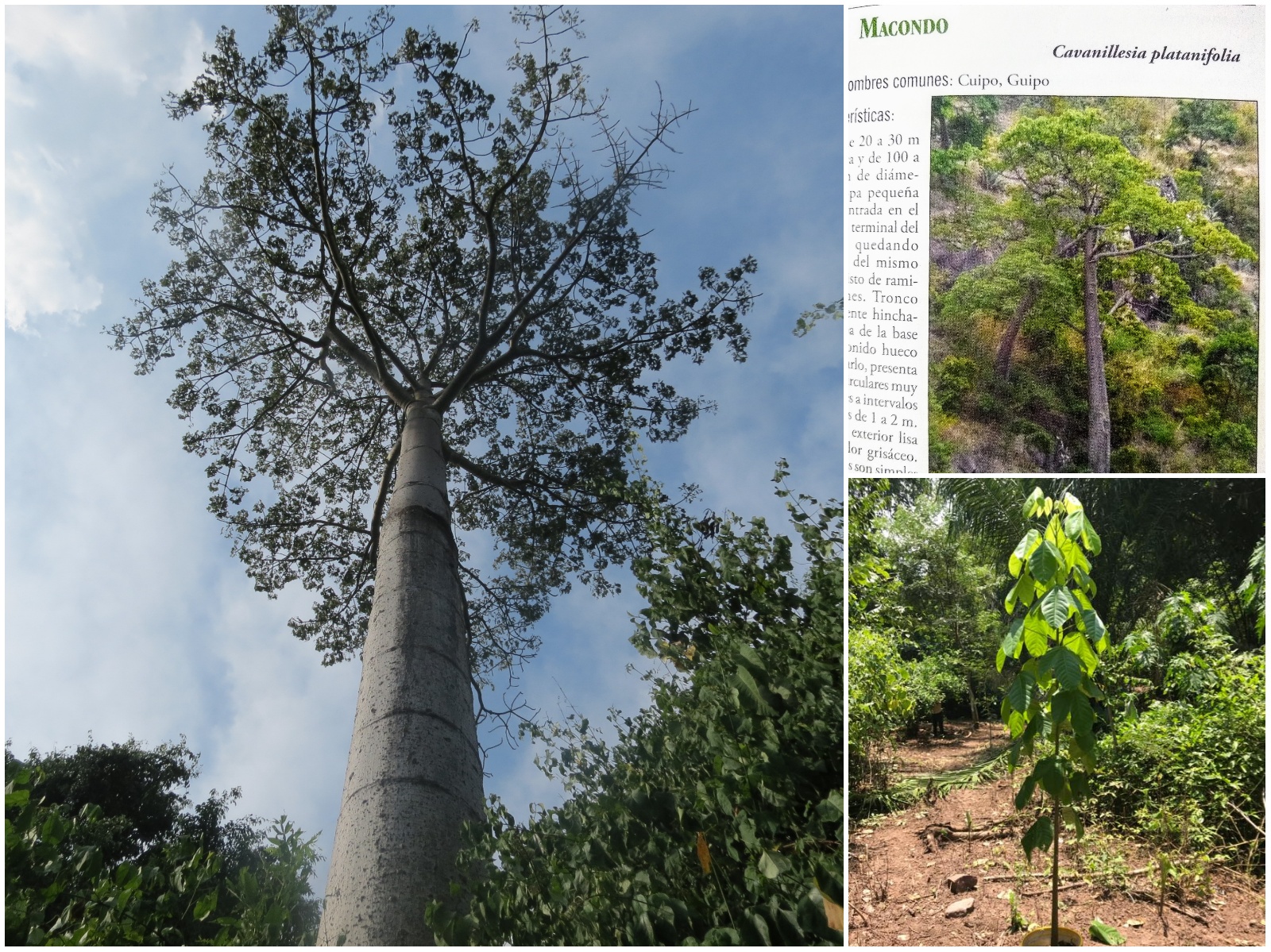 Ciudadanos al rescate del árbol de macondo en el Caribe colombiano ...