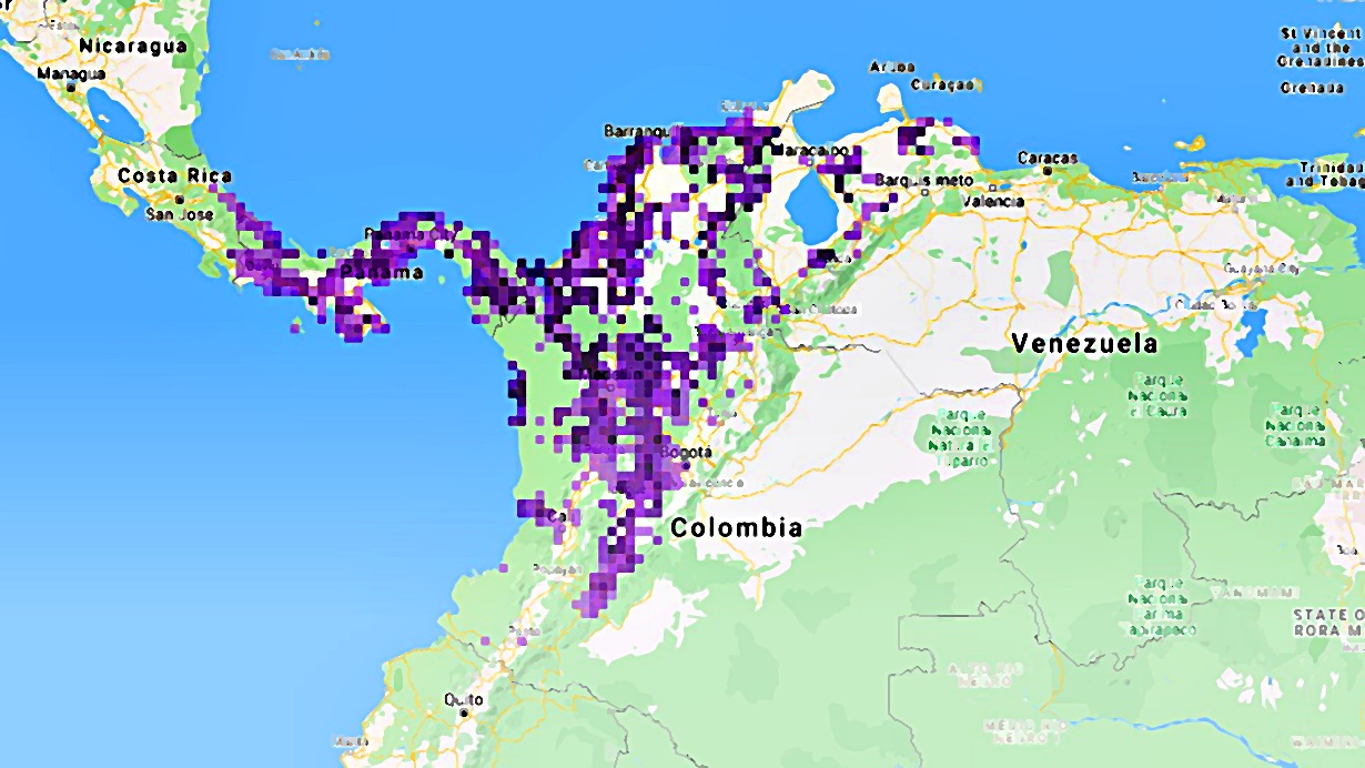 Un instante con el chauchao (Cyanocorax affinis) – JOSE LUIS ROPERO