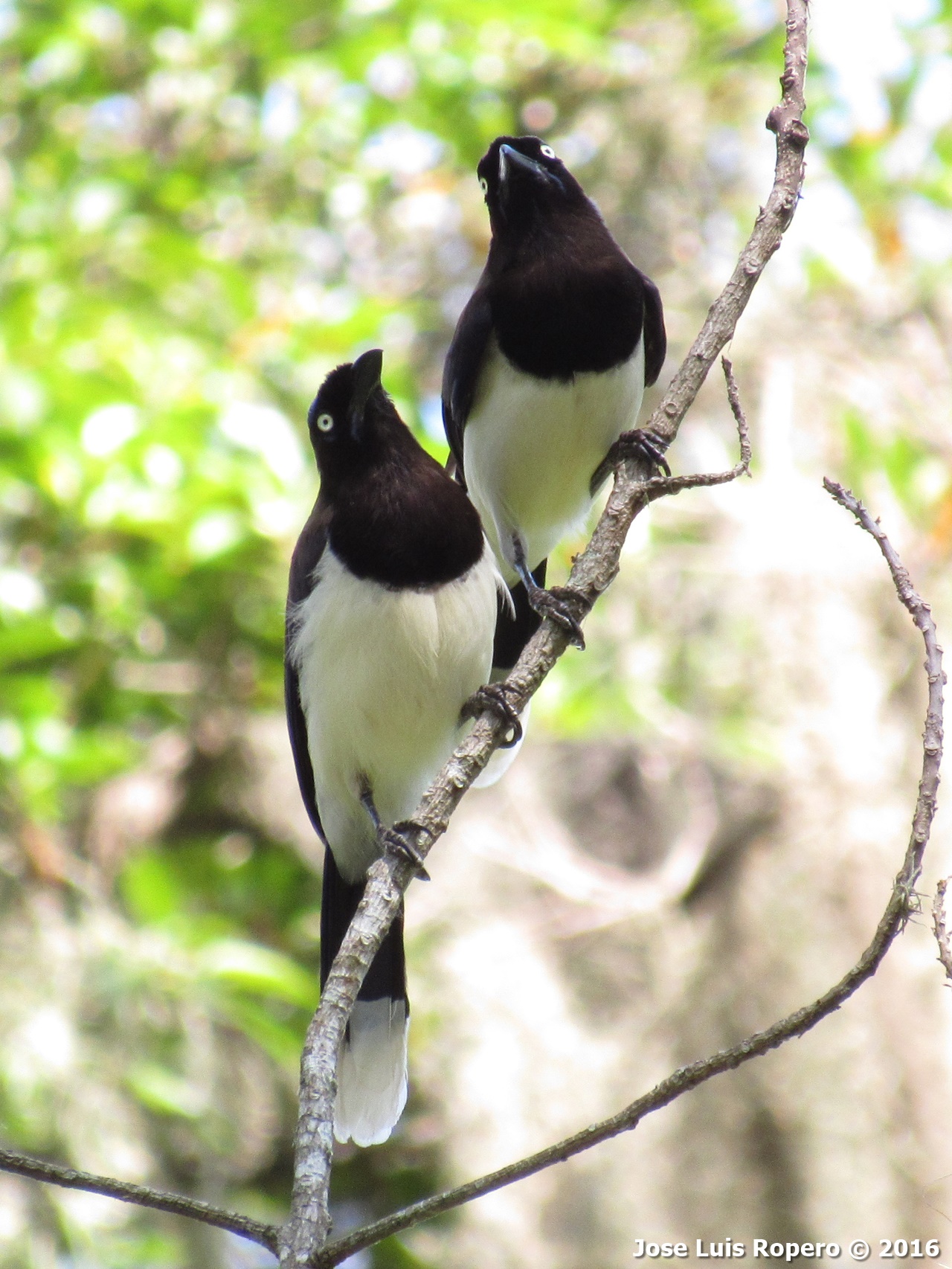 El chauchao o carriquí pechinegro (Cyanocorax affinis) – JOSE LUIS ROPERO