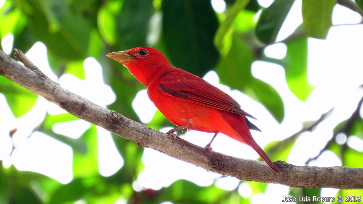 Un instante con la piranga abejera (Piranga rubra) – JOSE LUIS ROPERO